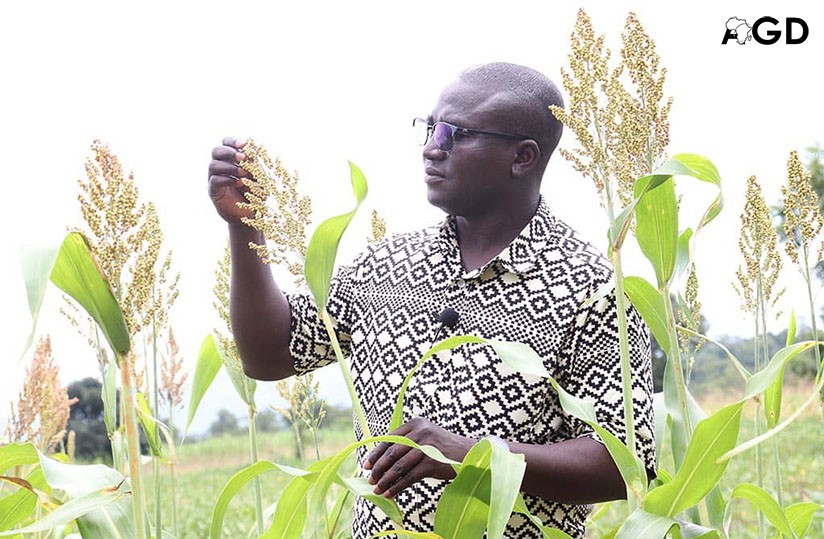 Sorgho : temps des semis